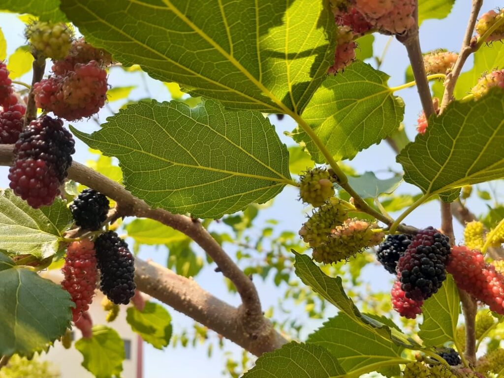 A AMORA E SEUS INÚMEROS BENEFÍCIOS PARA A SAÚDE